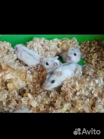 Джунгарский хомяк