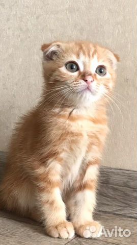 Котенок шотландский