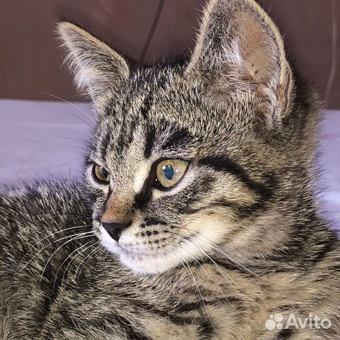 Ласковый котёнок Триша