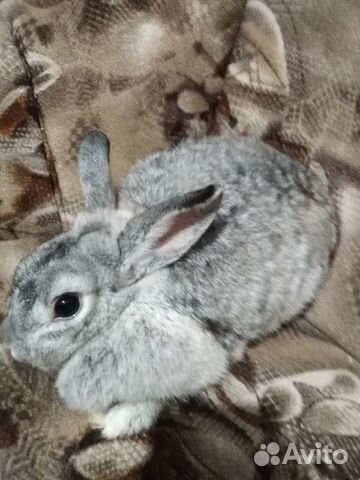 Декоративный кролик