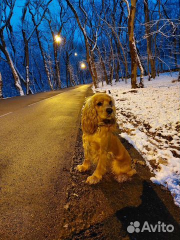 Англичанка для вязки