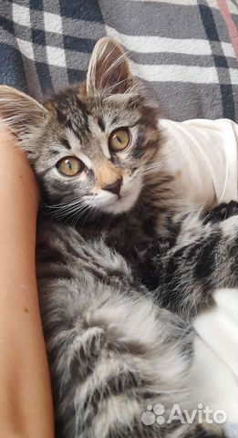 Котенок девочка