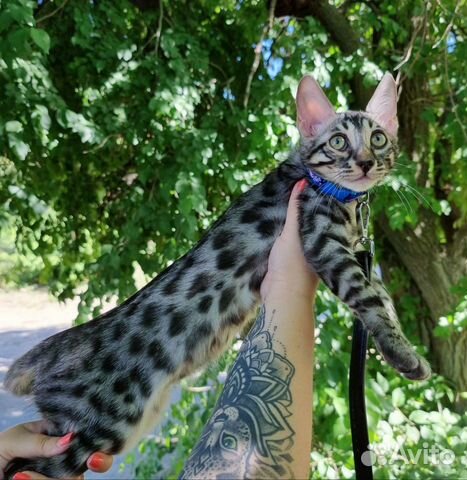 Бенгальские котики серебро и серебро минк уголь