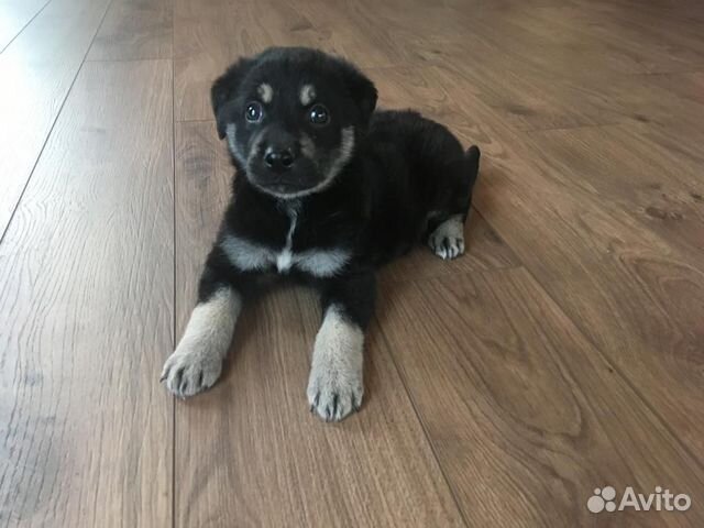 Дружок ищет друзей