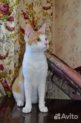 Рыжик кот Лука ищет семью