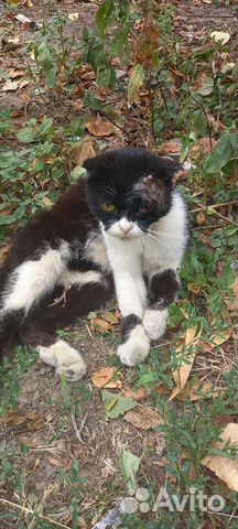 Вислоухий котейка