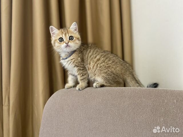 Девочка в золотой шубке в горошек