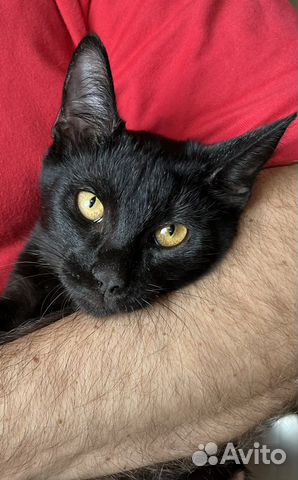 Черный котенок