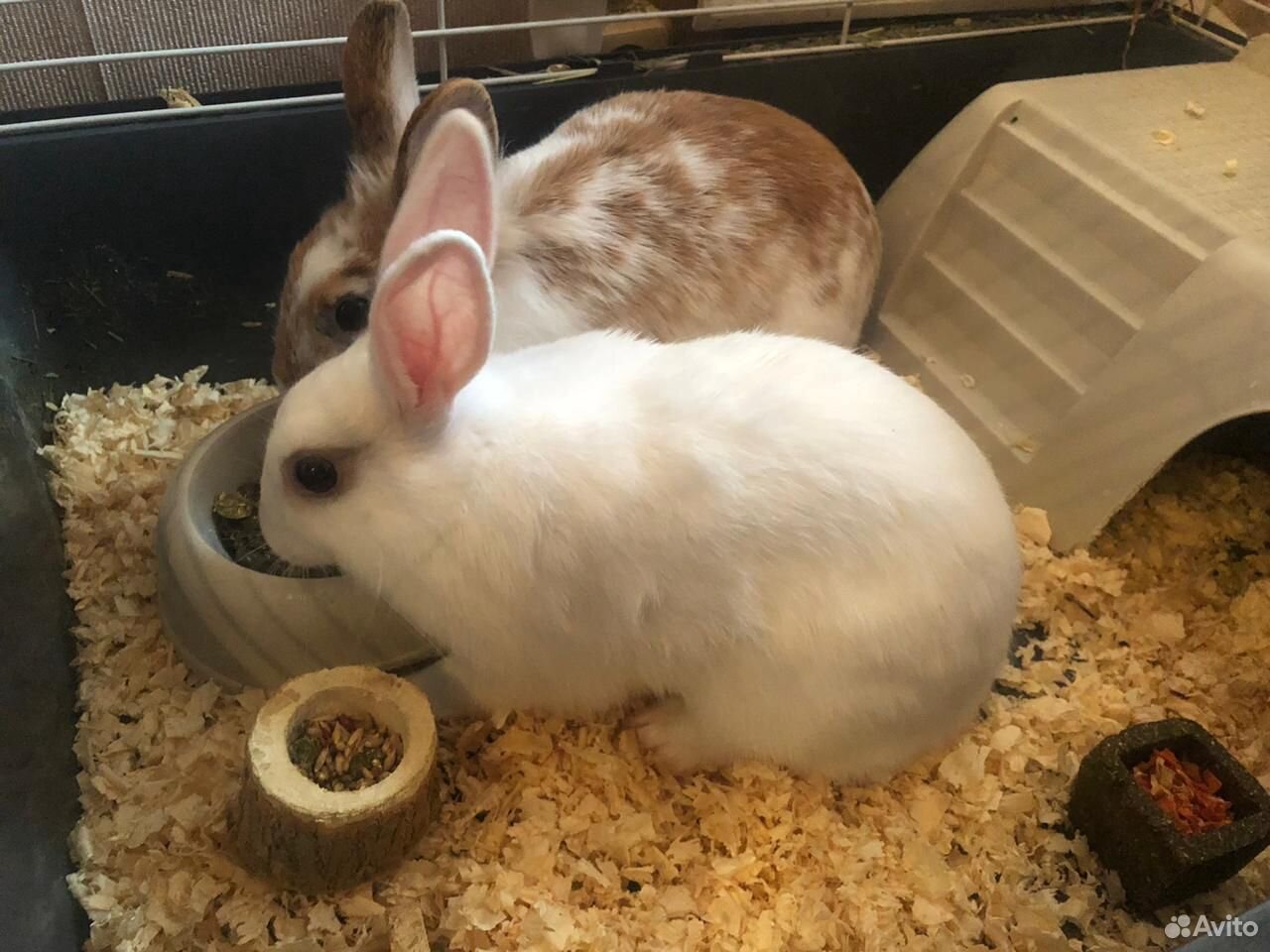 Кролики в добрые руки