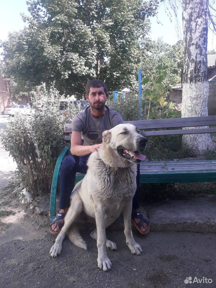 Среднеазиатская овчарка