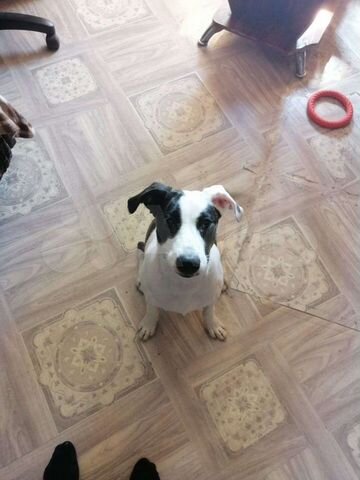 Отдам собаку в добрые руки