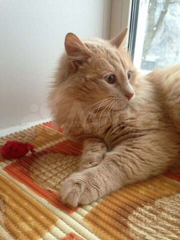 Кот Персик в дар