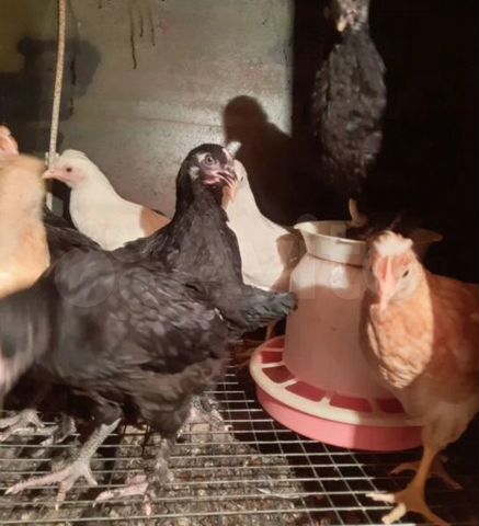 Утята, гусята, несушки, бройлер, доминант