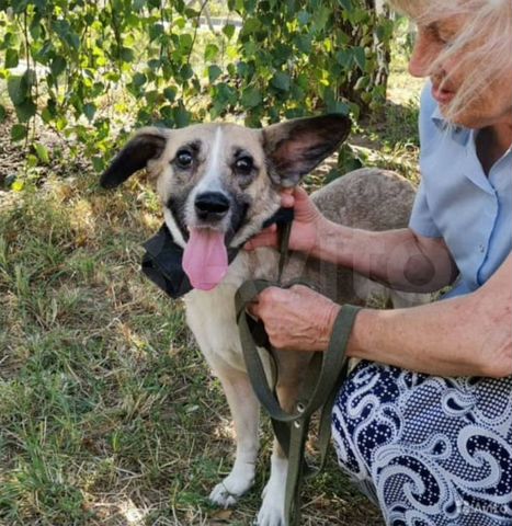 Ищет дом не большая Собачка Альба