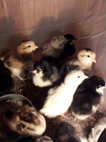 Цыплята марана и амераукана