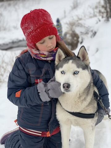 Сибирский хаски
