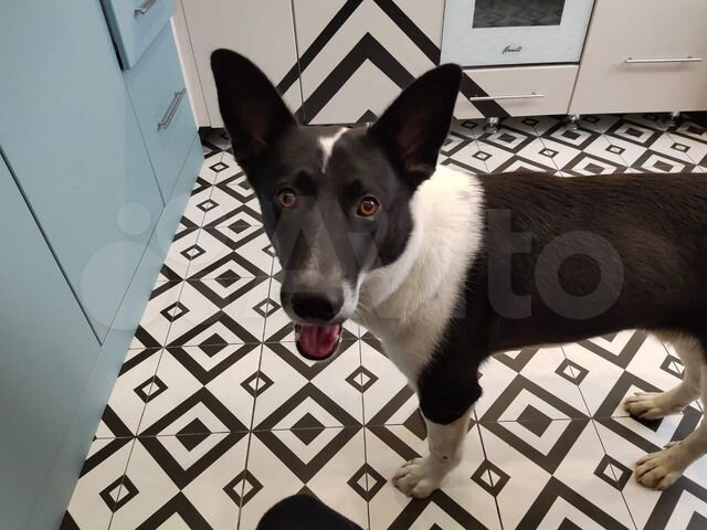 Собака в добрые руки