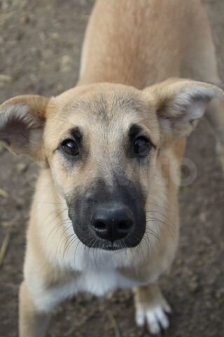 Шикарный крупный пацан Боцман