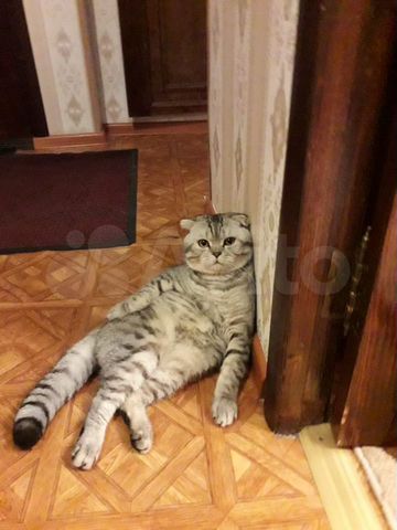 Шотландский вислоухий на вязку