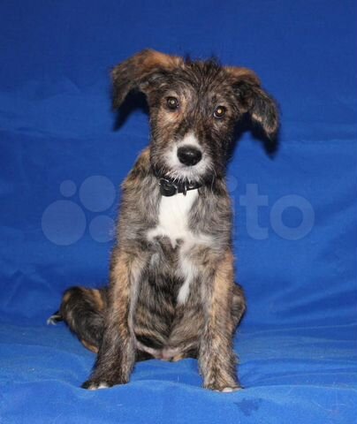 Щенок - тигровая девочка Веста в добрые руки