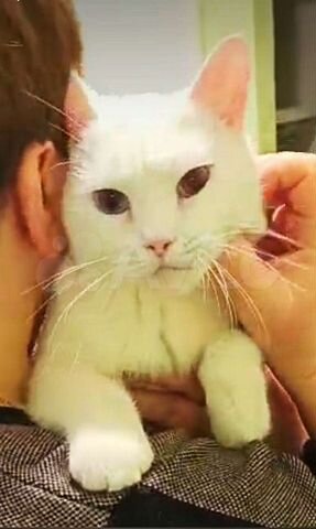 Котик из приюта ждет хозяев