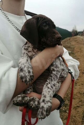 Щенок Курцхаар