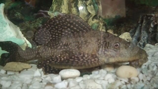 Сом анциструс парчовый