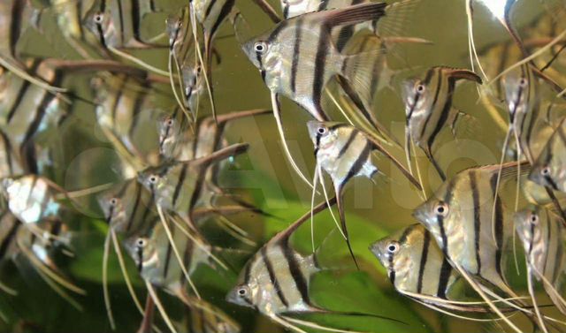 Сакалярия альтум