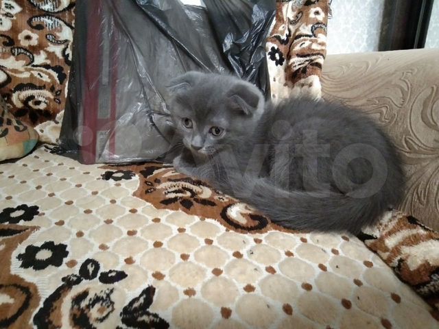 Шотландская вислоухая кошка