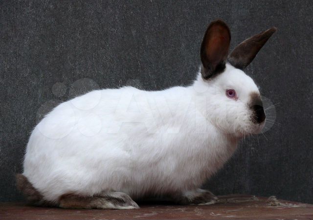 Колифорнийскии кролик