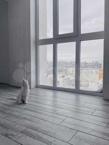 Белый котенок