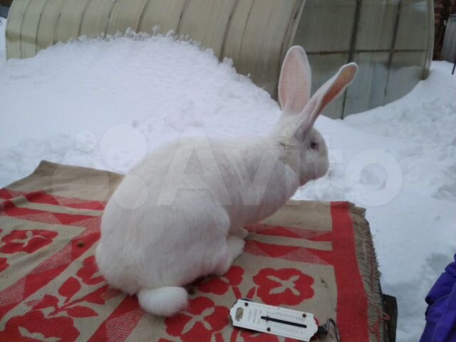 Кролики породы фландр