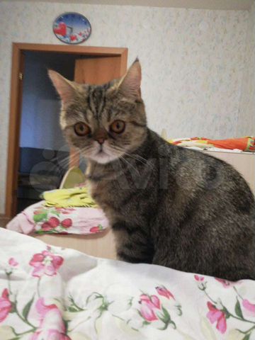 Кошка для вязки