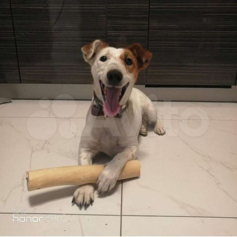 Фокстерьер гладкошёрстный