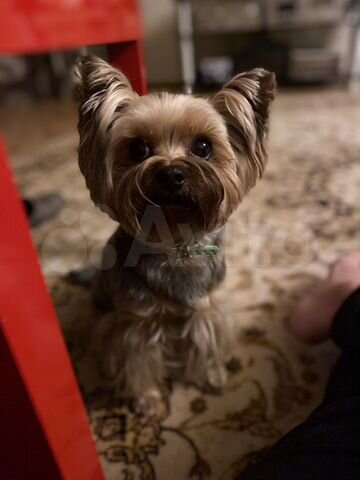 Йорк ищет жену на вязку