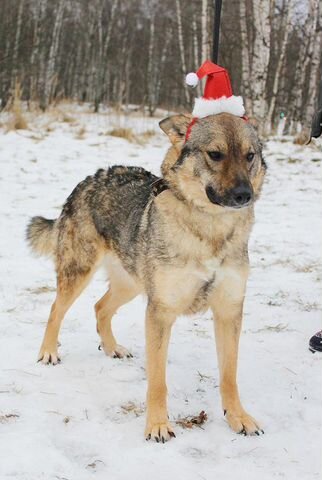 Собака в добрые руки