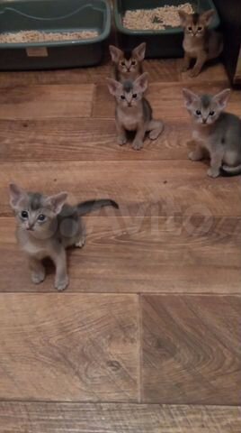 Продажа абиссинских котят