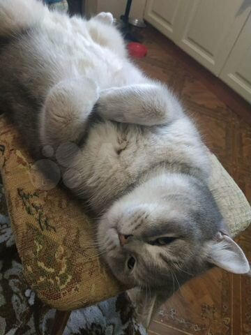 Британский кот