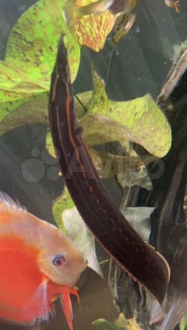 Мастацембел, примерно 25см