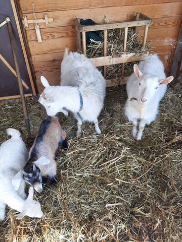 Продаются козлята