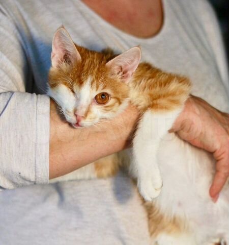 Мультик - озорной кошачий пират