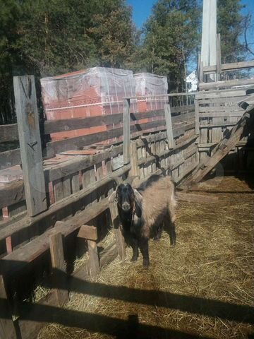 Козел чех+нубиец