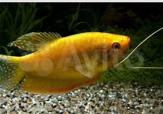 Золотой гурами