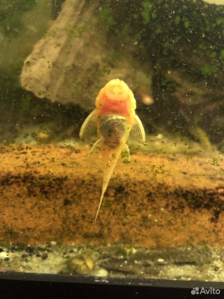 Подростки анциструса бесплатно