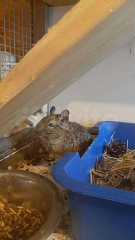 Белка дегу бесплатно