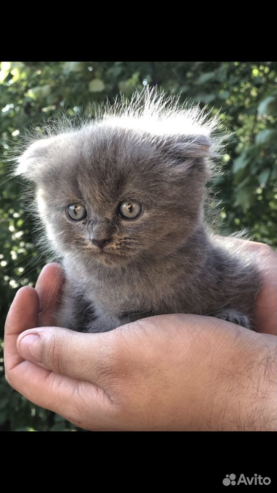 Британские котята (вислоухие)