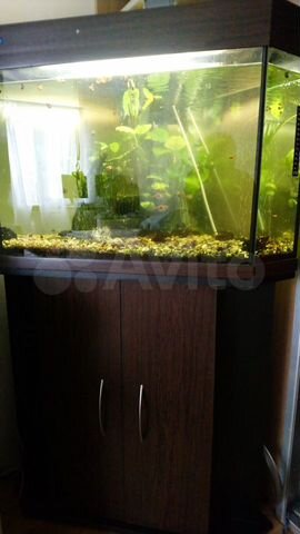 Аквариум с тумбой 90 biodesign + оборудование