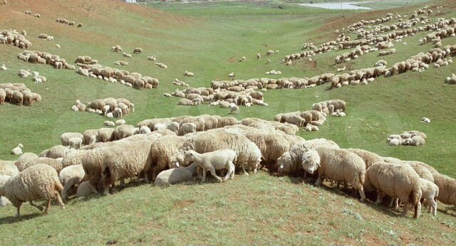 Овцы бараны