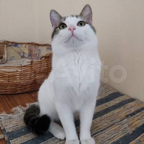 Кот Арлекин ищет дом