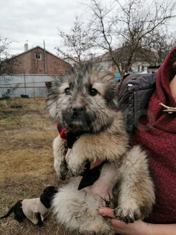 Ищет дом щенок не крупной Собачки Тата